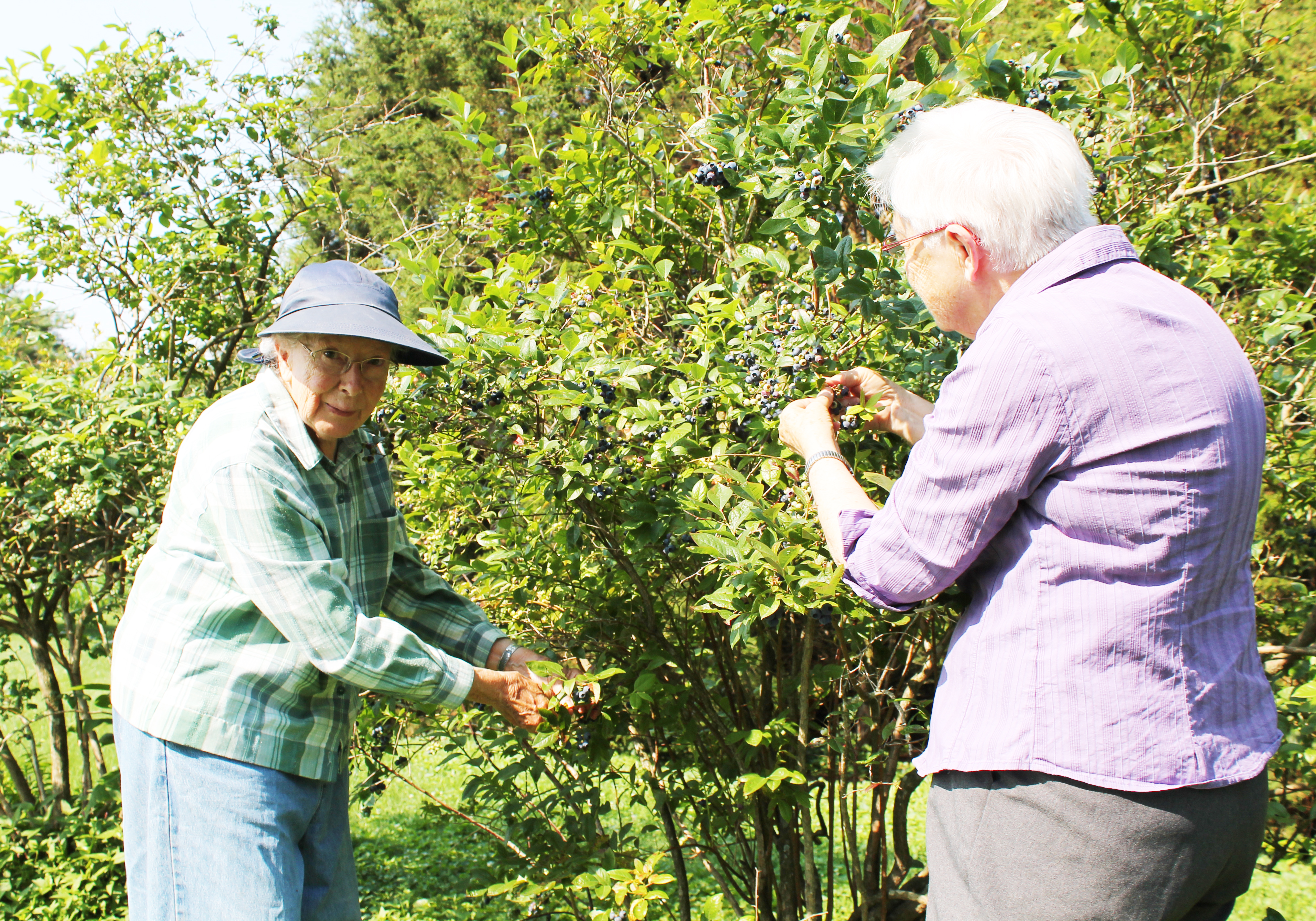 Sr. Grace and George Mary blueberries – Ursuline Sisters of Mount Saint ...